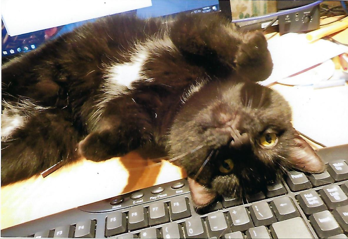 Kitten On The Keys | News, Sports, Jobs - Post Journal